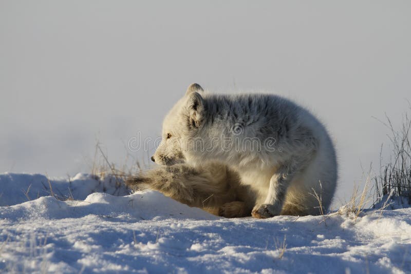 Poolvos Die En Rond Dichtbij Een Hol in De Lente, De Baai Van Cambridge ...