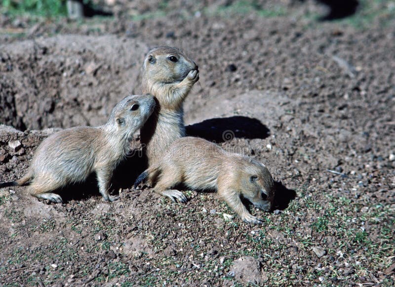 Waakzame Prairiehondensoort Cynomys Dichtbij De Gaten Van Hun Nesten ...