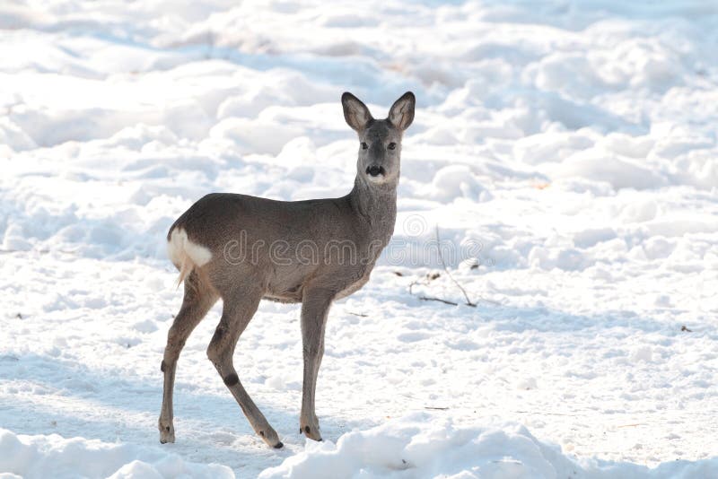 Jonge Reeën in Het Bos, Winterseizoen Stock Afbeelding - Image of ...