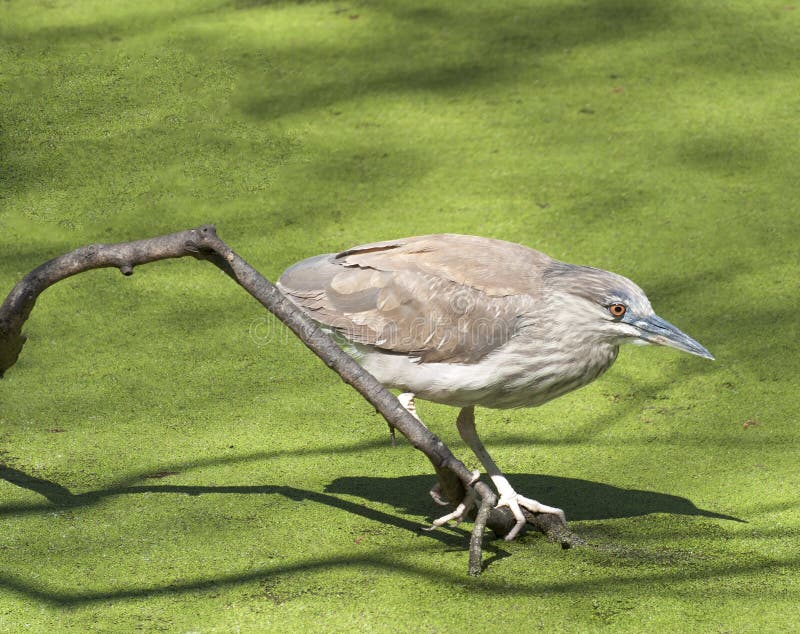 Jonge Reiger stock afbeelding. Image of dier, dieren - 30942521