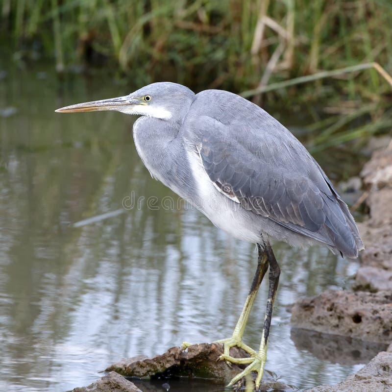 Jonge Reiger stock afbeelding. Image of dier, dieren - 30942521
