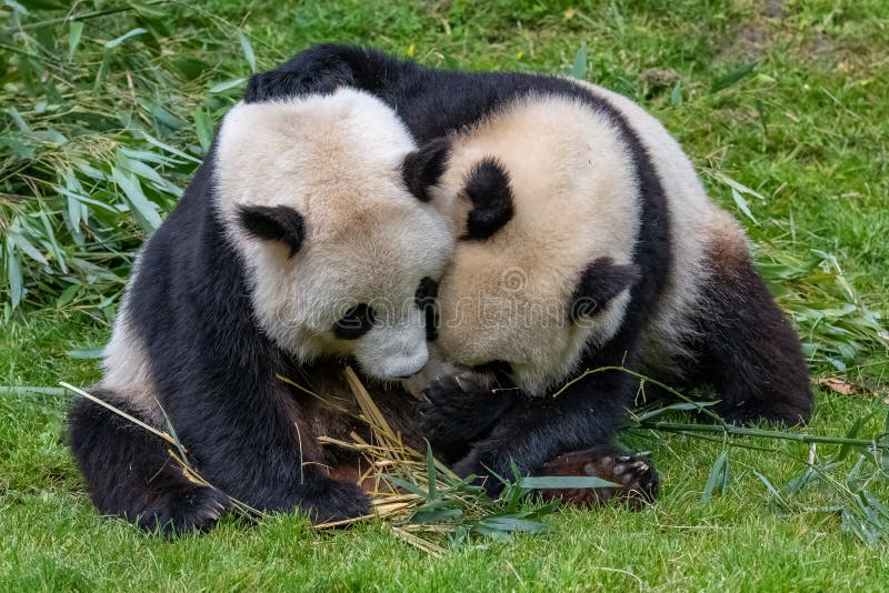 Jonge reuzenpanda stock foto. Image of groot, gras, leuk - 170133016