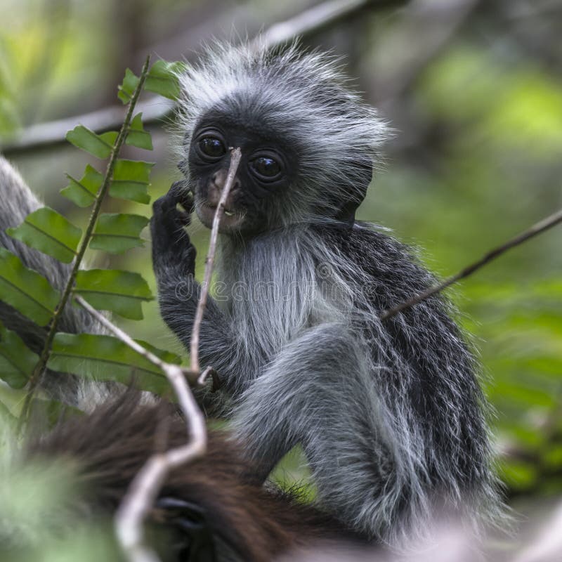 Jonge Rode Colobusaap Piliocolobus, Procolobus-kirkii Het Verbergen ...