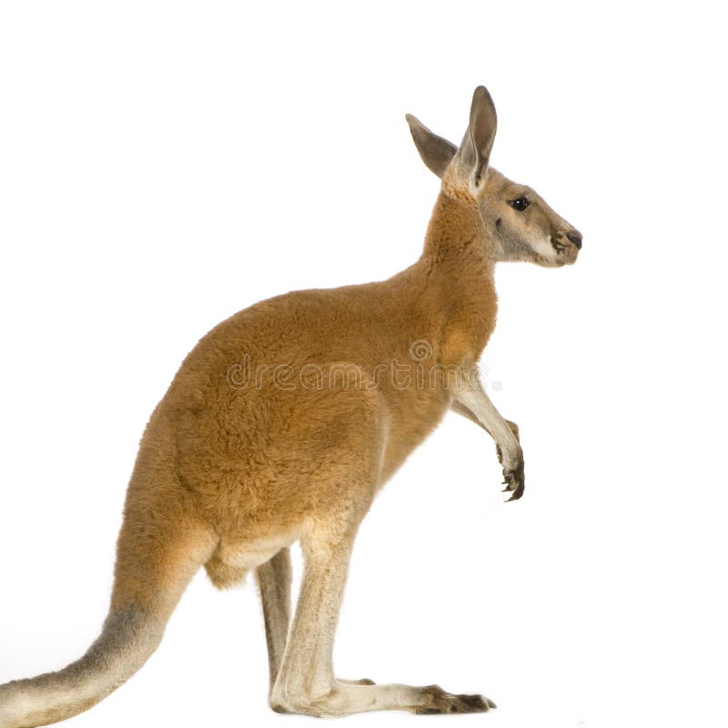 Jonge Rode Kangoeroe (9 Maanden) - Rufus Macropus Stock Afbeelding ...