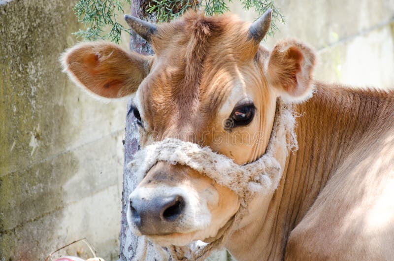 Jonge rode koe stock foto. Afbeelding bestaande uit concept - 36949982