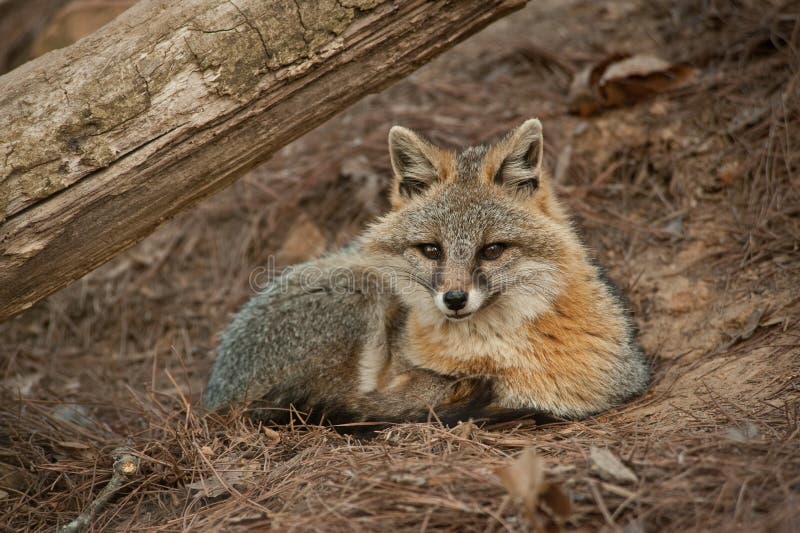 Jonge rode vos stock afbeelding. Image of klauw, moordenaar - 14729529