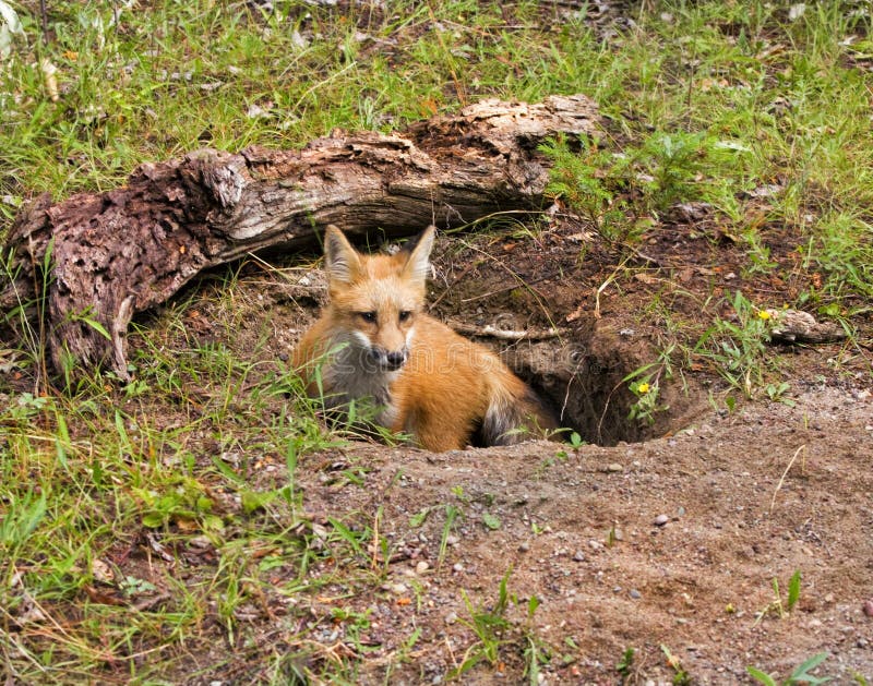Jonge Rode Vos in Hol stock afbeelding. Image of buiten - 26349531