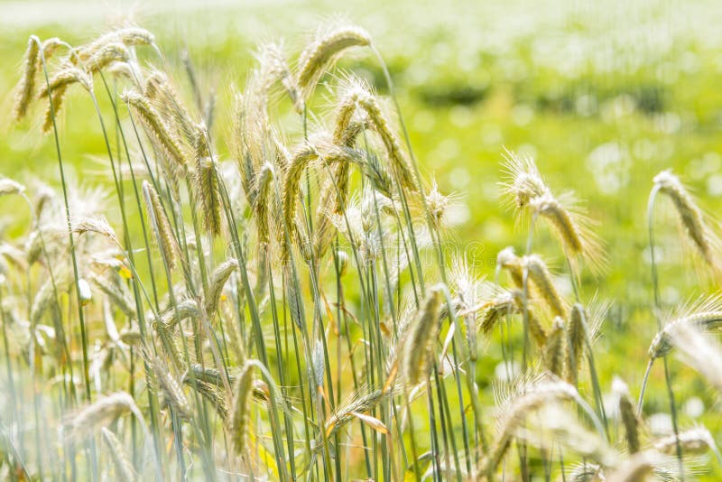 Jonge rogge stock foto. Image of groen, seizoen, voedsel - 42327710