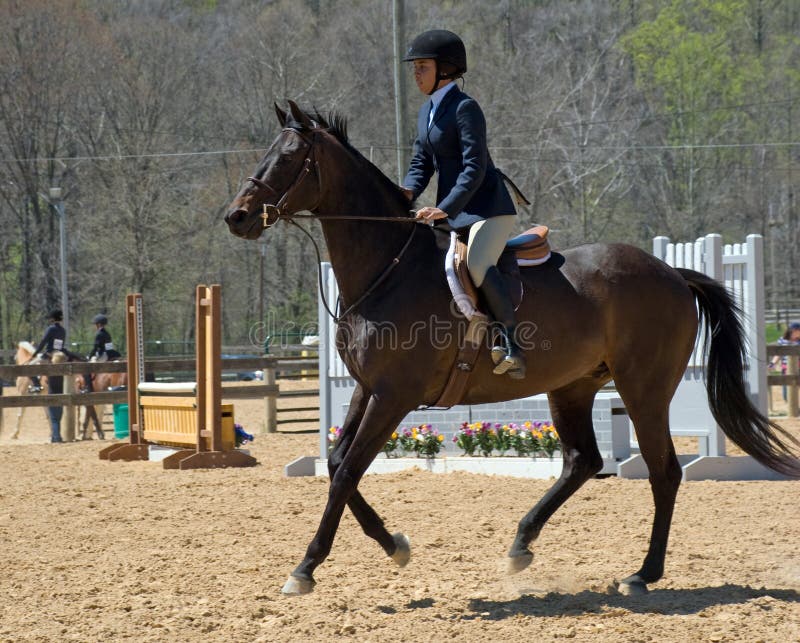 Jonge Ruiter redactionele foto. Image of landbouwbedrijf - 9141876