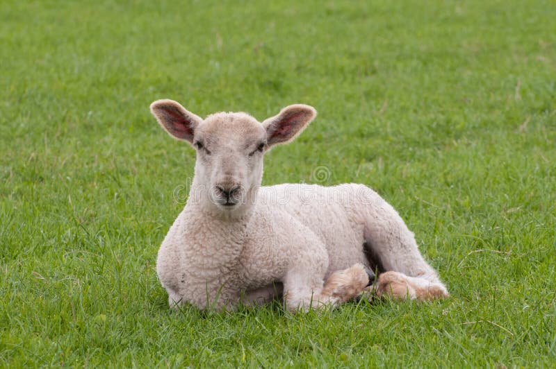 Twee Jonge Schapen in De Hek Stock Afbeelding - Image of uitziend, nave ...