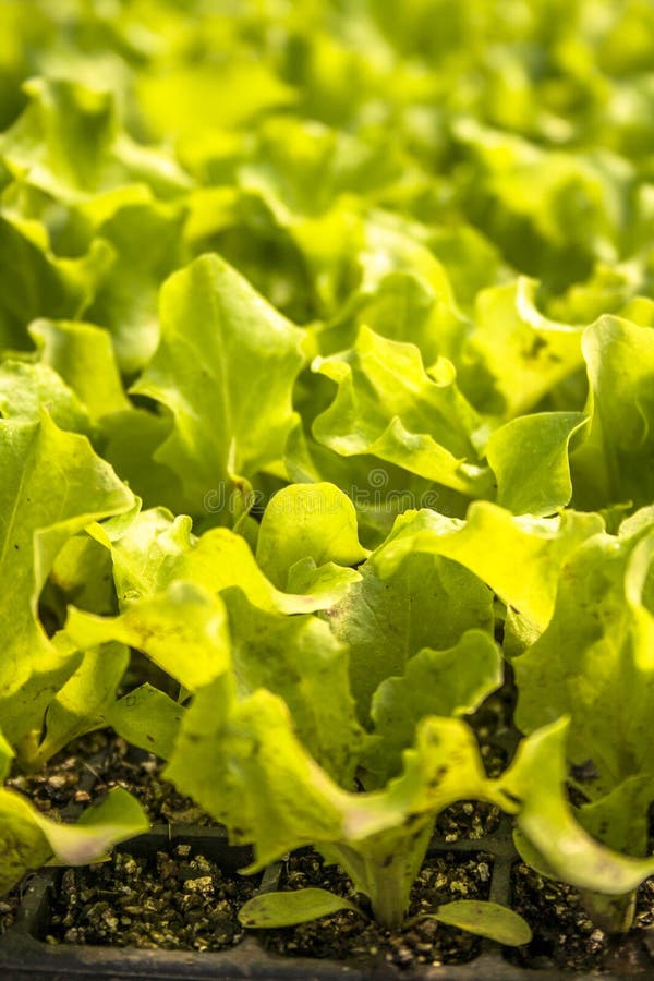 Jonge sla stock foto. Image of botanisch, oogst, landbouwindustrie ...