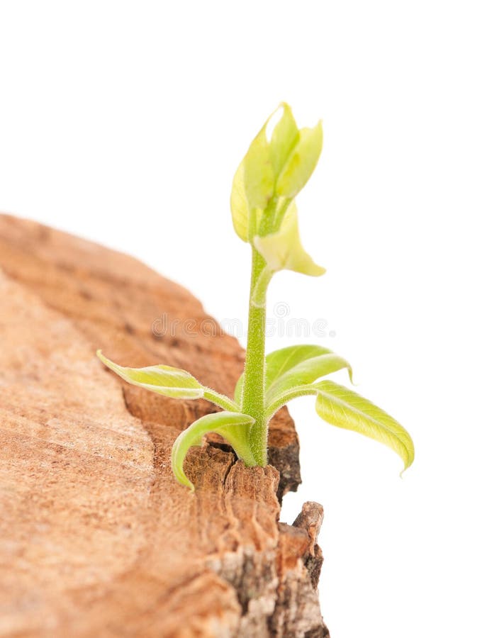 Jonge spruit stock afbeelding. Image of boeg, voorwerp - 35995457