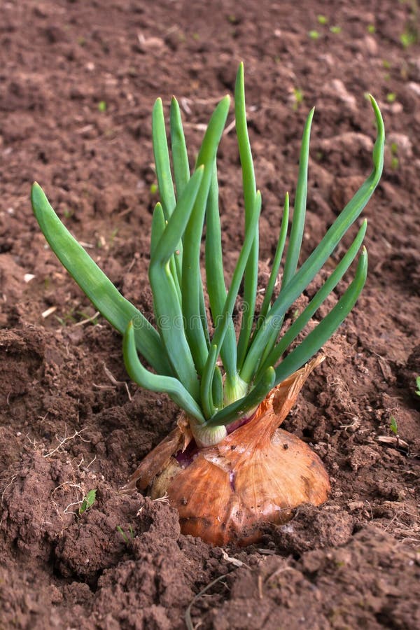 Jonge Spruiten Van Verse Groene Uien Op Een Bed in Moestuin Stock ...