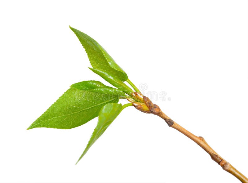 Jonge tak van een populier stock foto. Image of spruit - 27060926