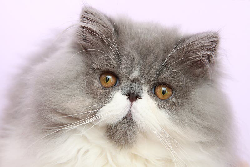 Grijze Perzische kat stock foto. Image of besnoeiing - 12947974