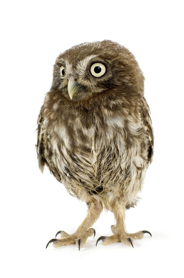 Jonge uil (4 weken) stock afbeelding. Image of vogel, klauw - 2811889