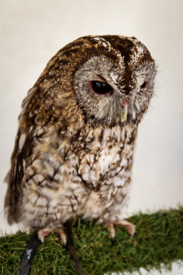 Jonge Uil Het Ontspannen - Beeld - Foto Stock Afbeelding - Image of ...