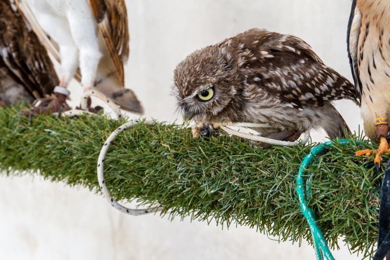 Jonge Uil Het Ontspannen - Beeld - Foto Stock Foto - Image of nadruk ...