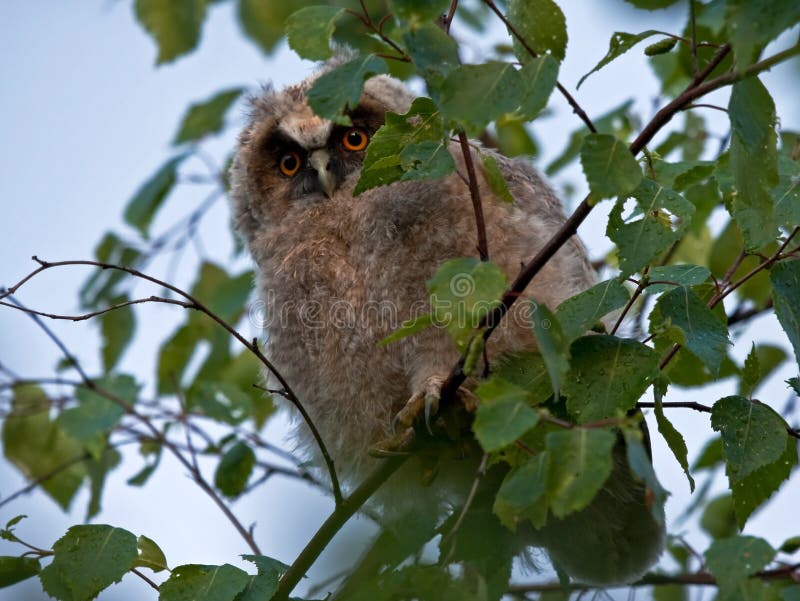 Jonge Uil Op Natte Berk Na De Regenboom Stock Foto - Image of één ...
