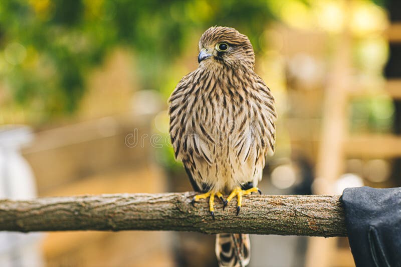 Jonge Valk Die Valco Tinnunculus Stock Foto - Image of uitziend, dier ...