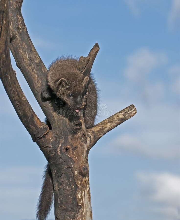 Jonge visser (marter) stock afbeelding. Image of dier - 16193551