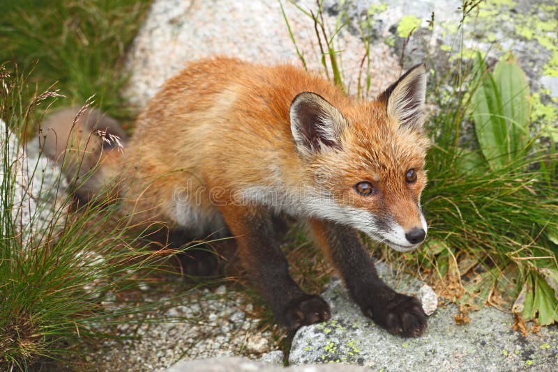 Jonge vos stock foto. Image of zomer, europa, bergen - 25572788