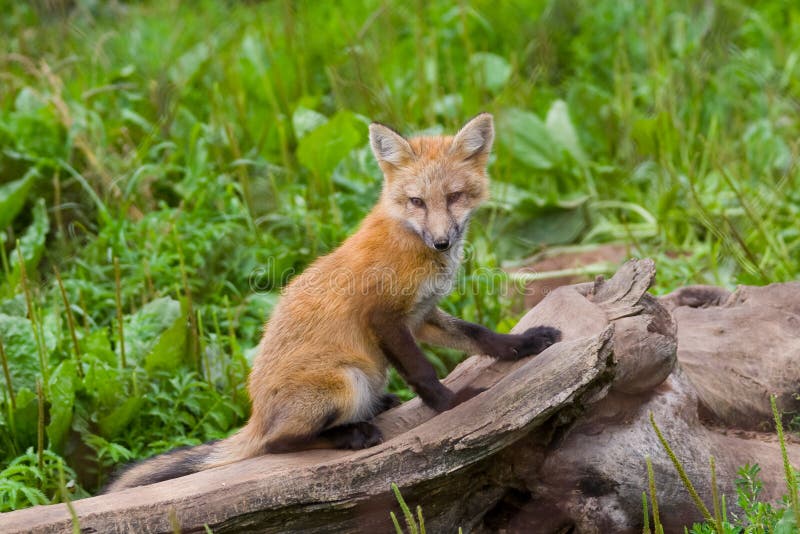 Rode Vos stock foto. Image of pluizig, schot, oren, openlucht - 19304042