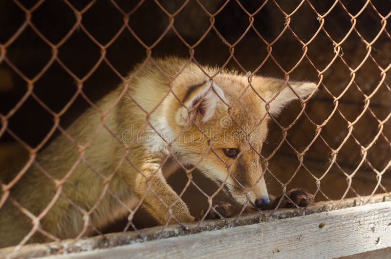 Jonge vos in een kooi stock afbeelding. Image of huisdier - 95928337