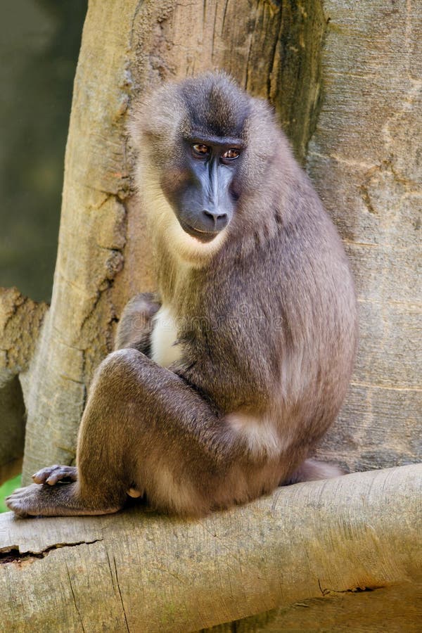 Jonge vrouwelijke baviaan stock afbeelding. Image of park - 30772131