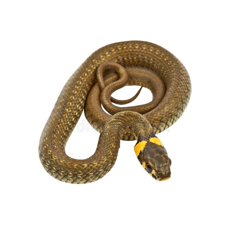 Ringslang (Natrix Natrix) Op Wit Wordt Geïsoleerd Dat Stock Foto ...