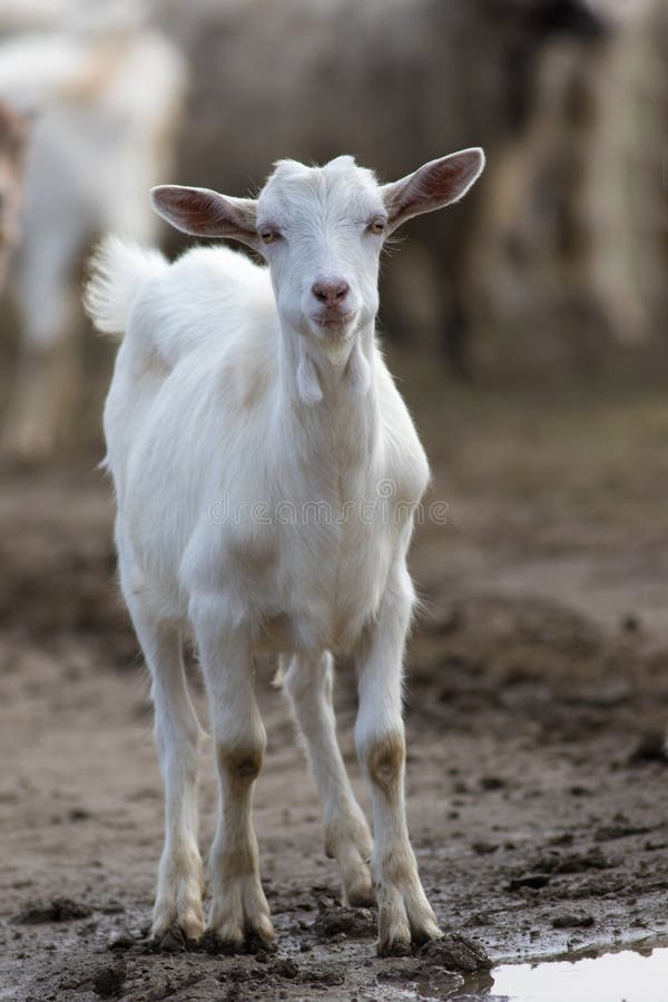 Jonge witte geit stock afbeelding. Afbeelding bestaande uit buiten ...