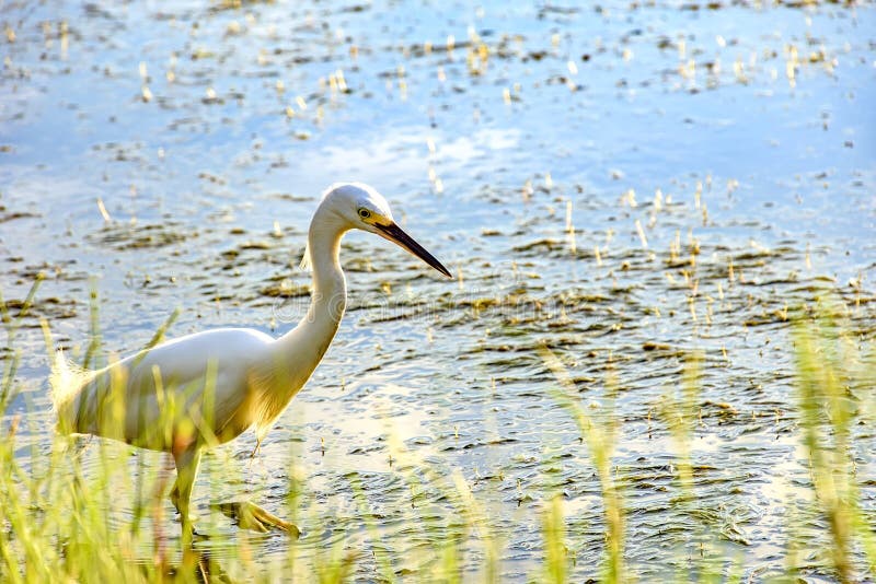Wit reiger en strand stock afbeelding. Image of strand - 92426785