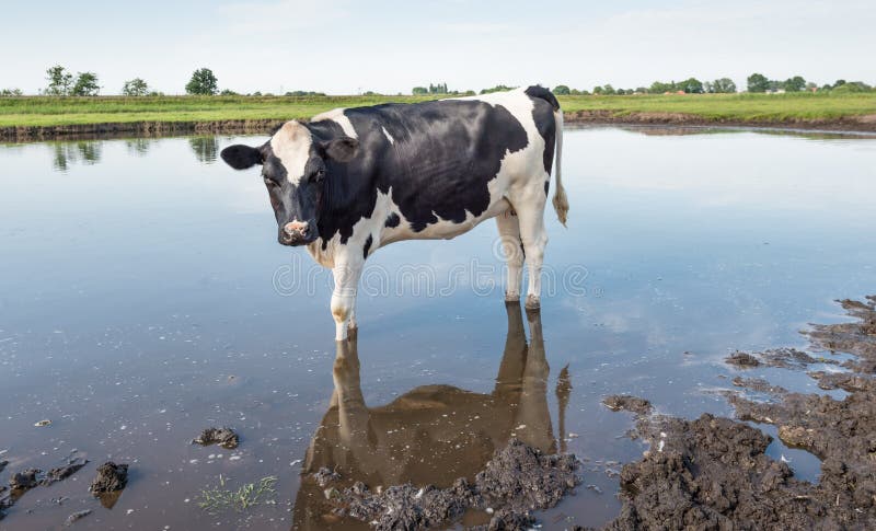 Koe in de rivier stock afbeelding. Image of melk, gespaard - 25471193