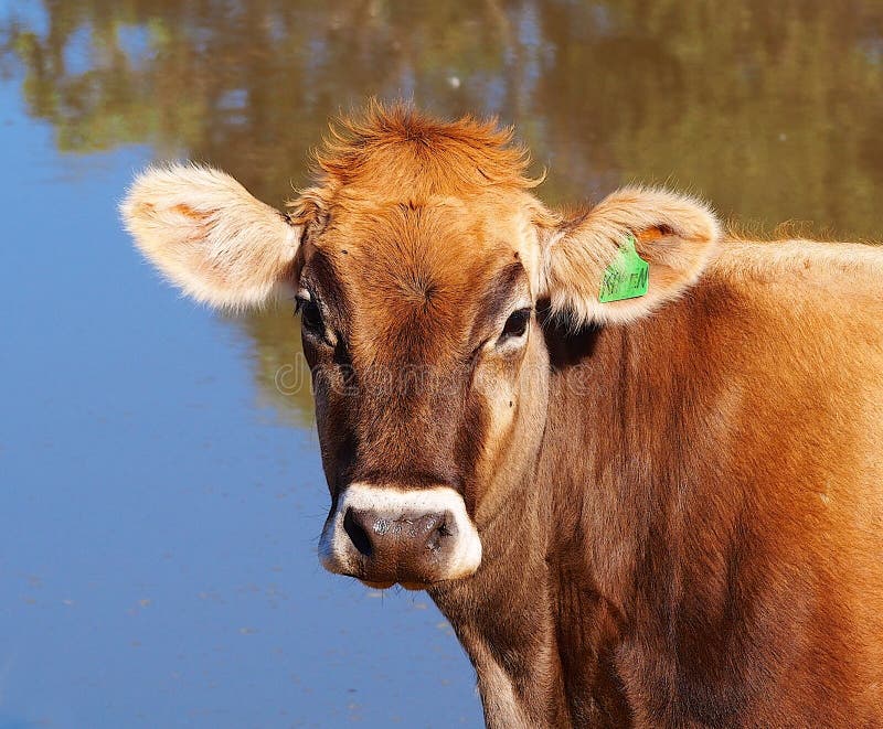 Jonge Koe Op De Zwitserse Alpenweide Stock Foto - Image of berg ...