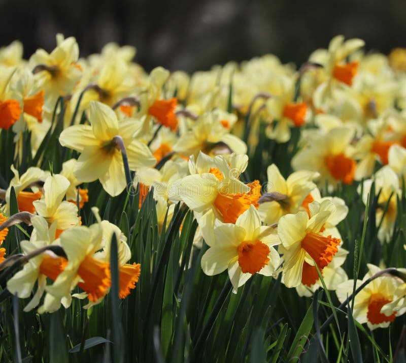 Jonquill stock image. Image of jonquill, presummergreenbulbgeophyte ...