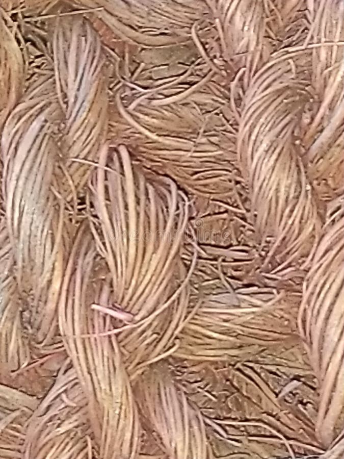 Joot stock photo. Image of natural, tree, coconut, joot - 155828438