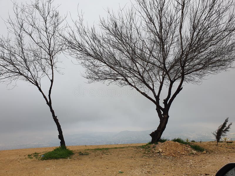 Jordan amman tree stock photo. Image of leaf, winter - 179541120