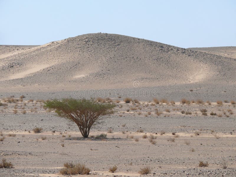 Jordan. Desert. stock photo. Image of tree, journey, picturesque - 34551316
