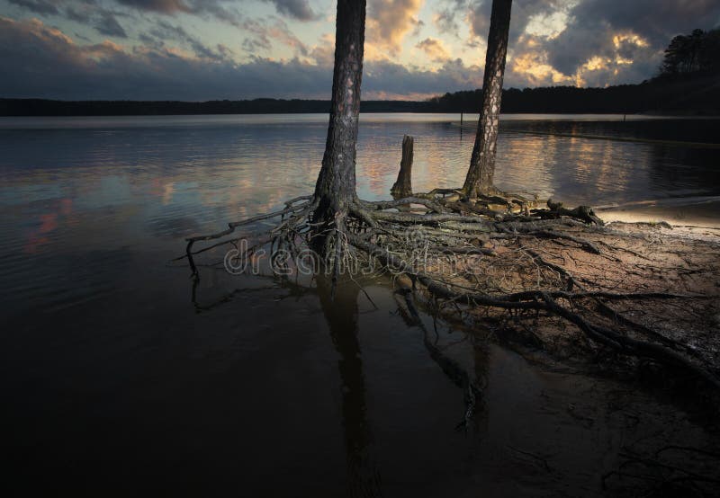 Tangled Tree Roots at Sunset Stock Photo - Image of beauty, sand: 258241722
