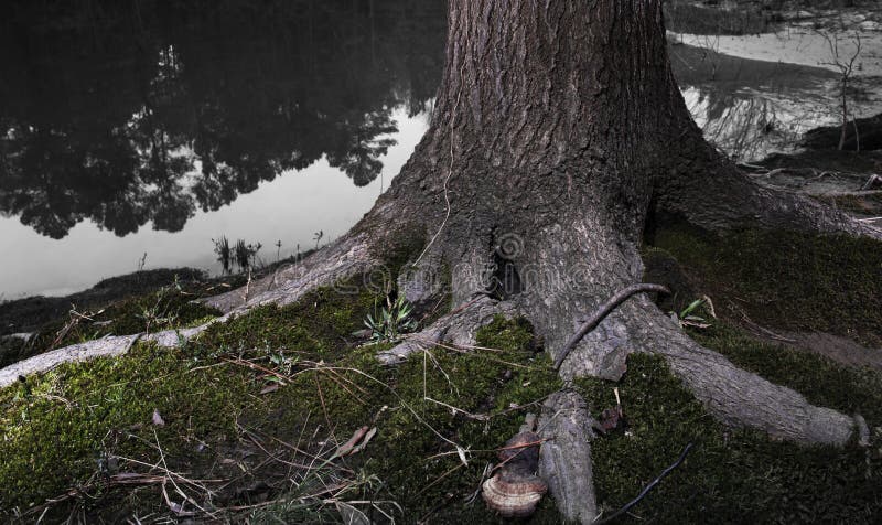 Jordan Lake Tree and Roots Next To the Water Stock Image - Image of ...