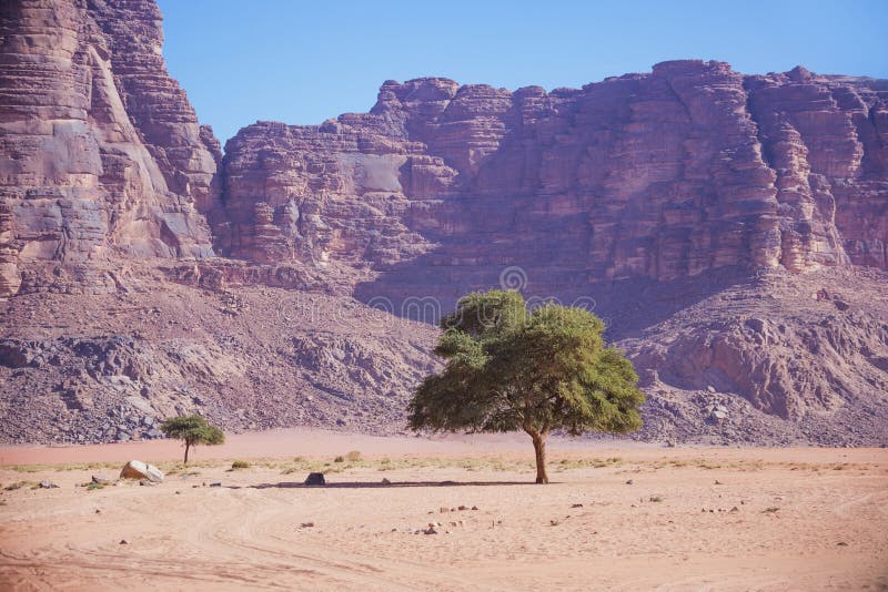 Jordan Landscape. Lonely Tree in Wadi Ram Desert. Stock Photo - Image ...