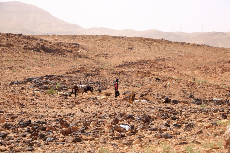 Jordan, Middle East - May 11 2024: a Shepherd with His Herd of Goats in ...