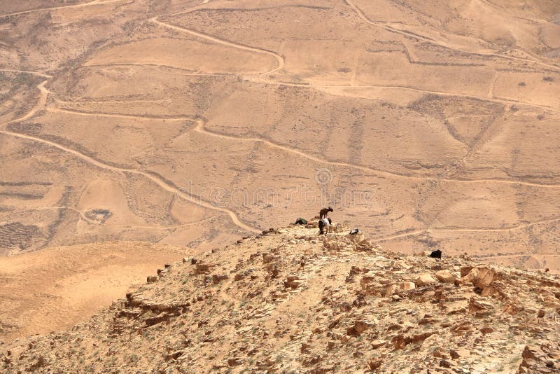 Jordan, Middle East - May 11 2024: a Shepherd with His Herd of Goats in ...