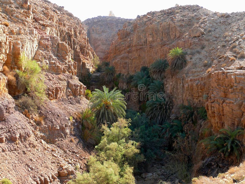 Jordan. the mountains stock photo. Image of stems, grass - 35490264