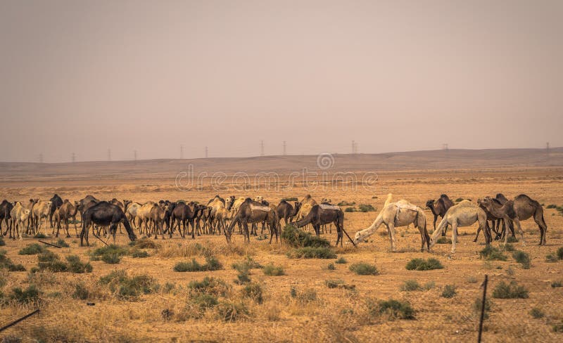 Jordan - October 01, 2018: Wild Camels in the Countryside of Jordan ...