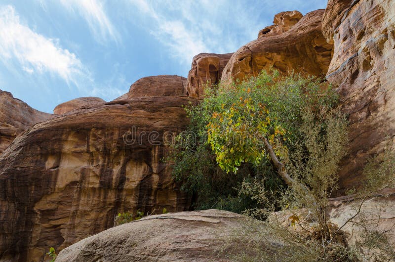 A tree in Petra, Jordan stock image. Image of mountain - 37242713
