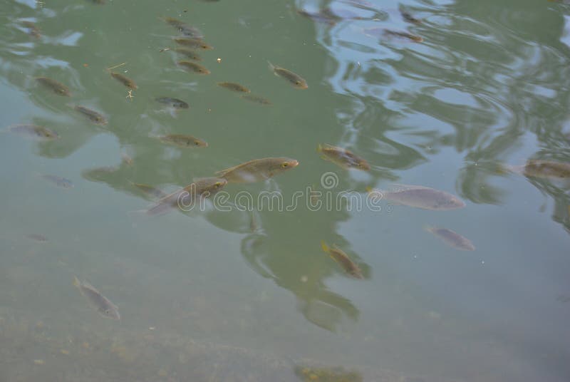 Jordan River Israel stock image. Image of jordan, fish - 94881453