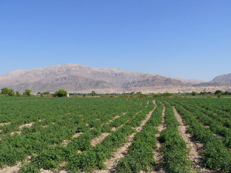 Jordania. Agricultura. foto de archivo. Imagen de cubo - 35489808