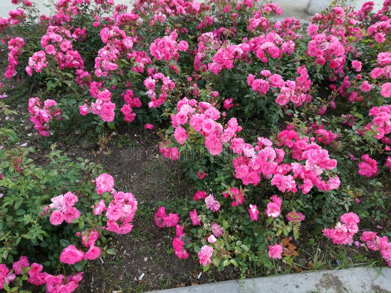 Jordanian Flowers Plants Stock Photos - Free & Royalty-Free Stock ...