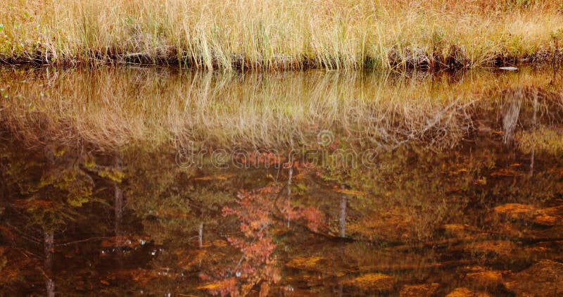 Jordanien-Teich, Acadia-Wald-Fallfarben. Stockbild - Bild von nebel ...